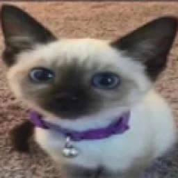 New Rebranding of Our Server | Fandom