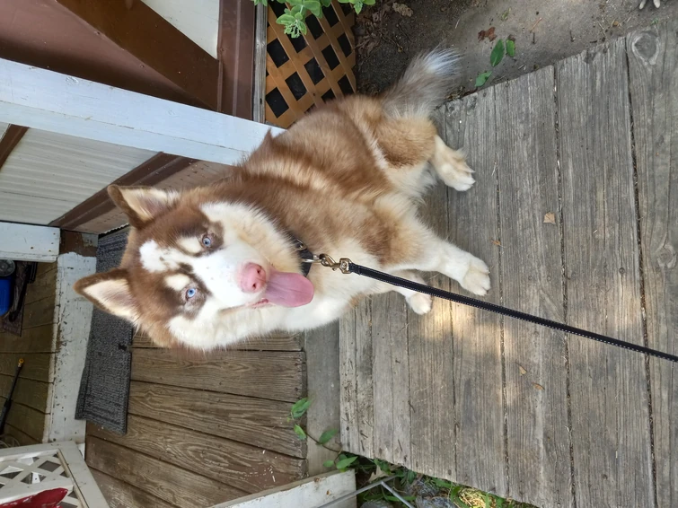 If my dog were a dsmp member | Fandom