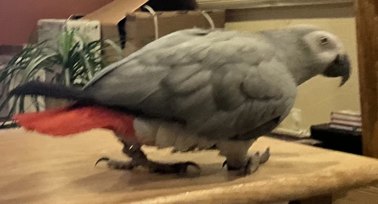 My birb 🤩 | Fandom