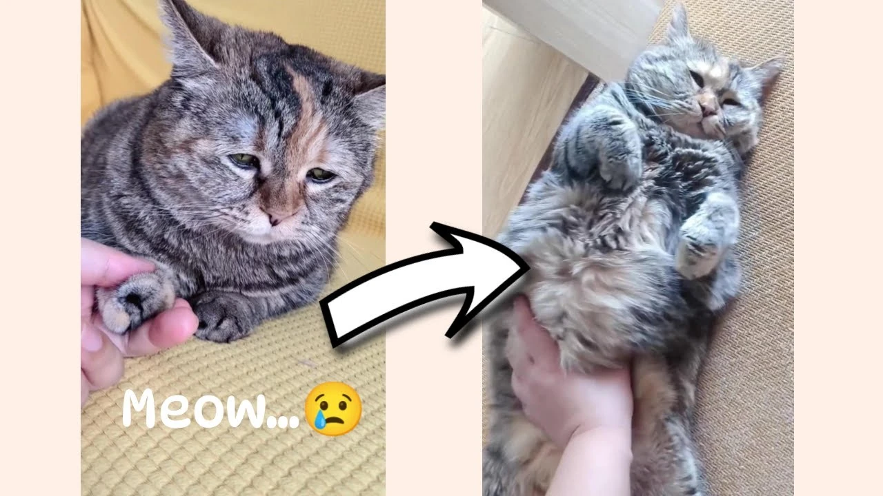 This video is emotional | Fandom