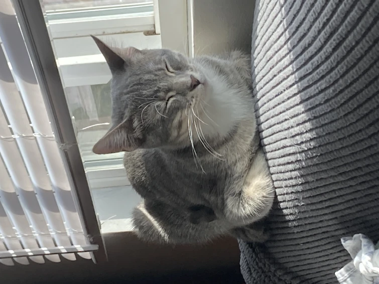 My super cool cats | Fandom