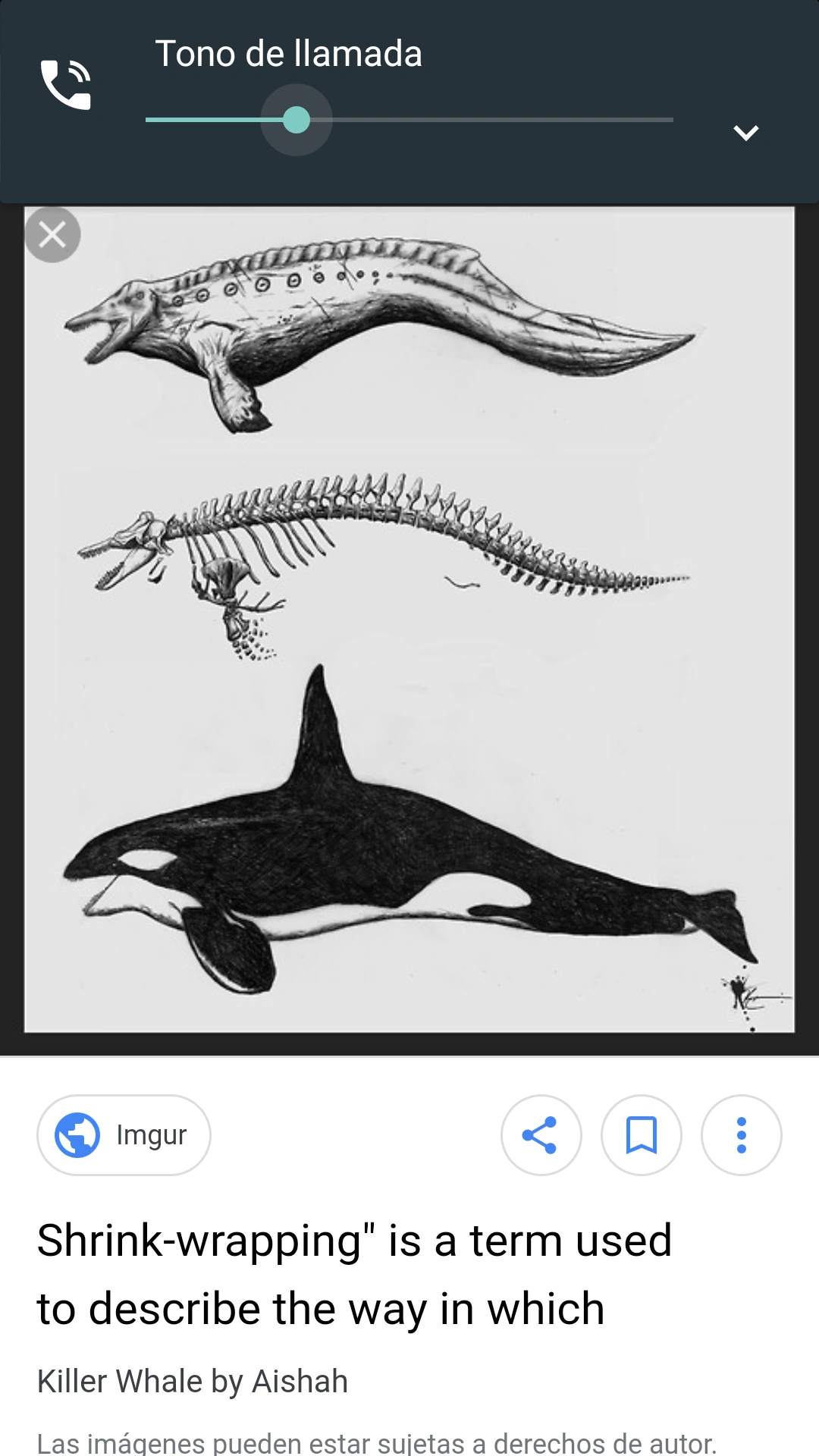 Do any of u noe bout shrinkwrapped dinosaurs | Fandom