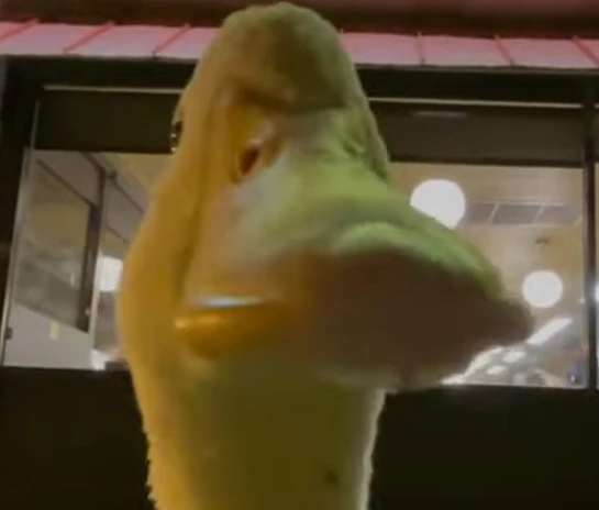 Front facing ducc | Fandom