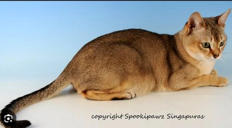 Discuss Everything About Silly Cat TV Series Wiki | Fandom