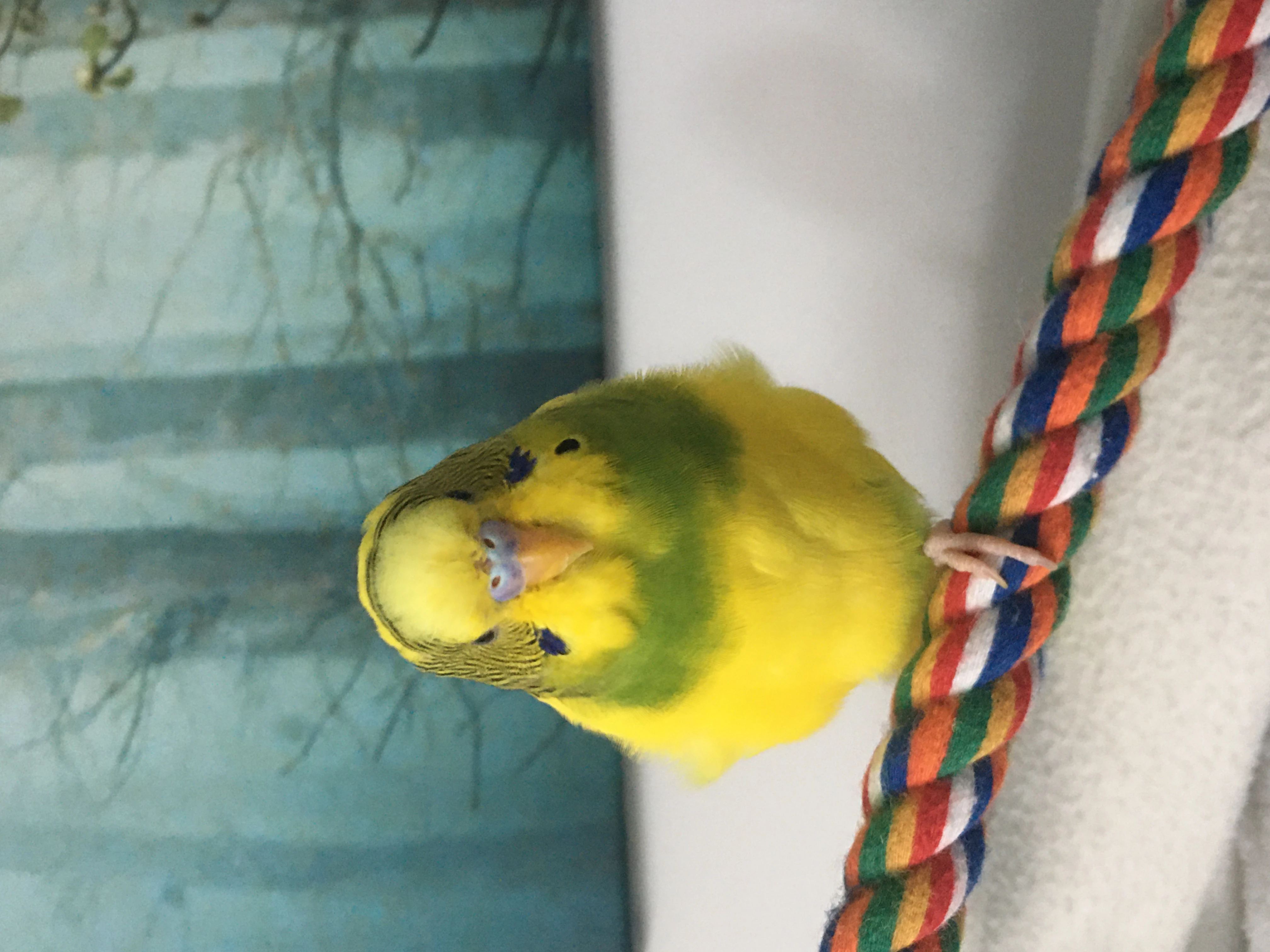 Looking for a custom creature skin | Fandom