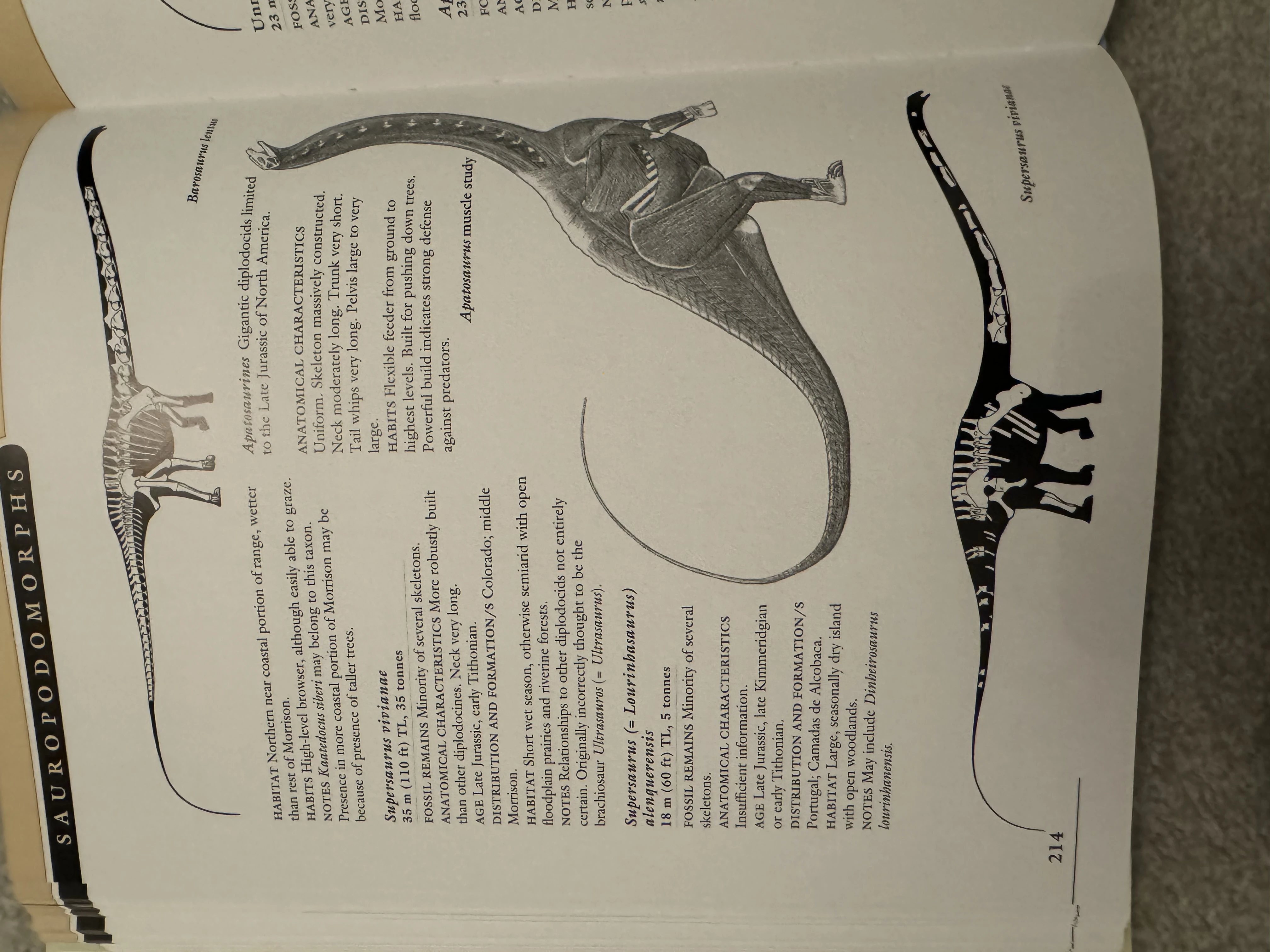 Rate these skeletals | Fandom