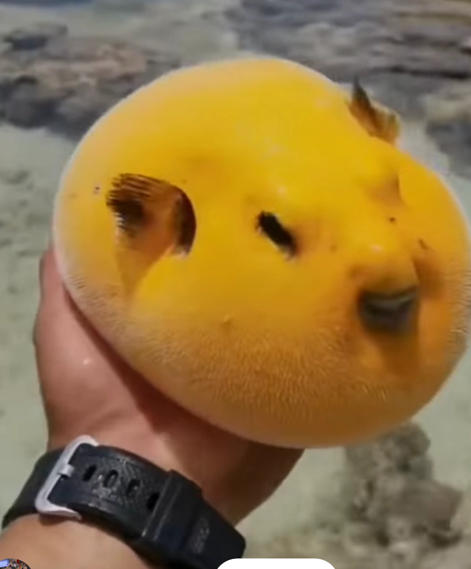 Anyone else here love pufferfish | Fandom