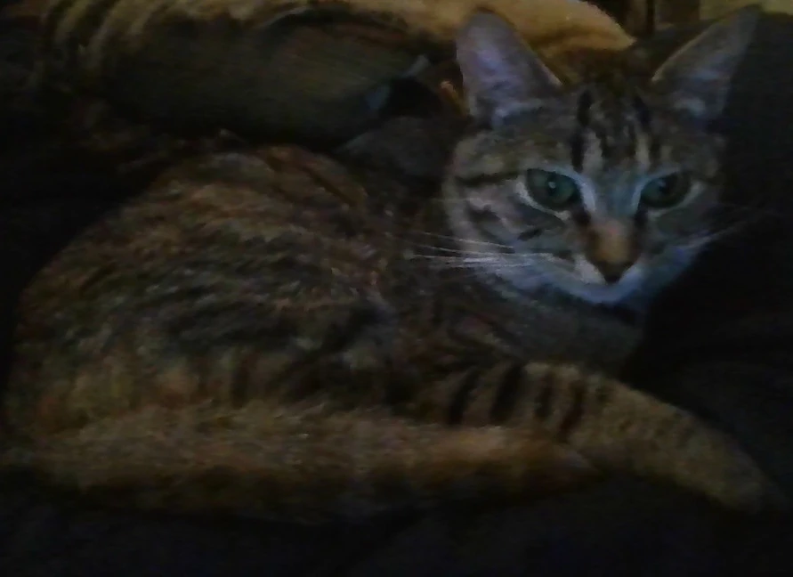 Cat reveal because yes 😱😱😱 | Fandom