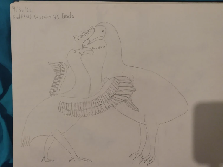 Rodrigues solitaire vs dodo | Fandom
