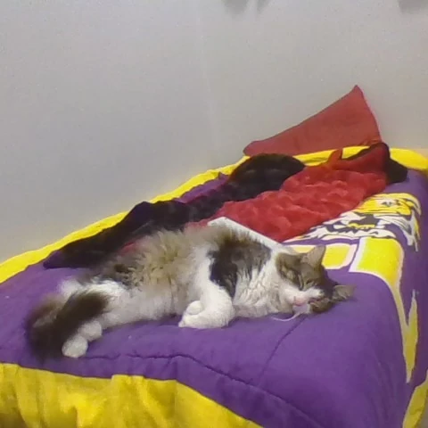 MY MEOW MEOW | Fandom