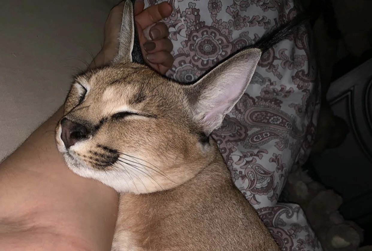Sleepy | Fandom