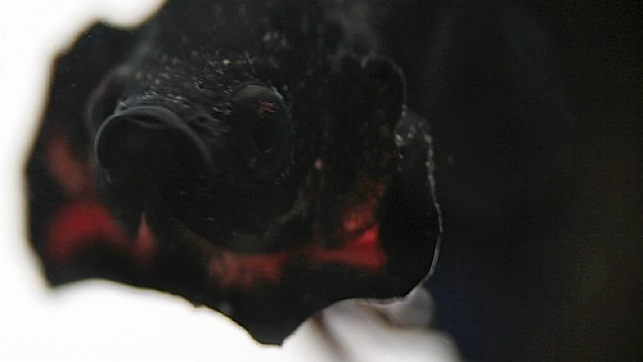 My fish looks like shin godzilla | Fandom