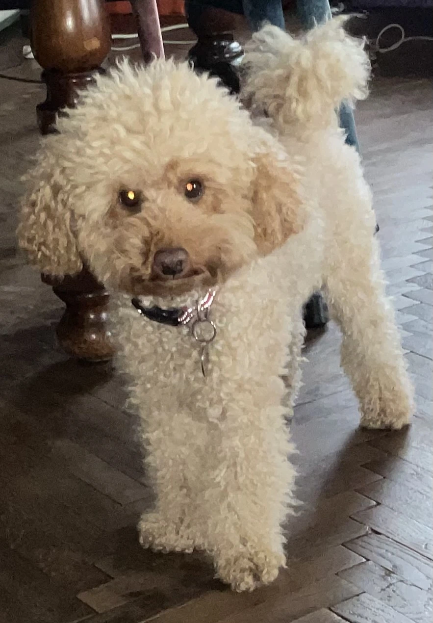 Every single doggo moment out there | Fandom