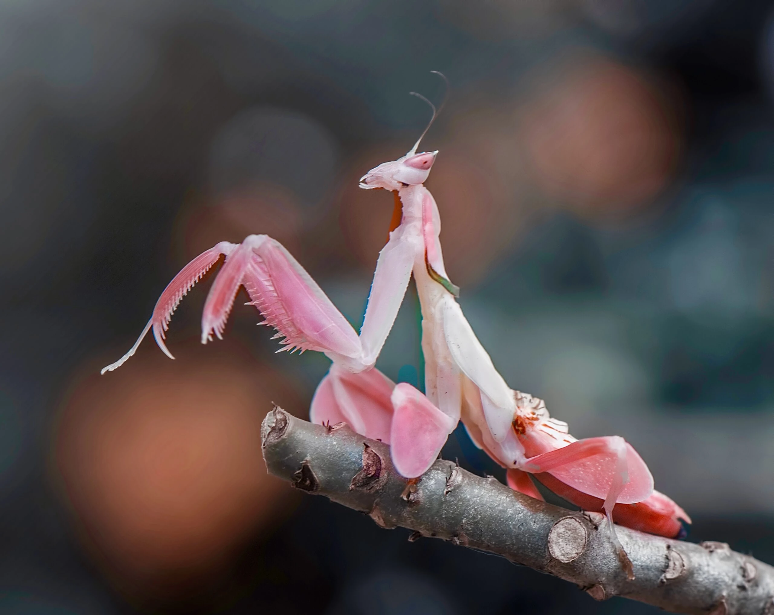 orchid mantises are so pretty | Fandom