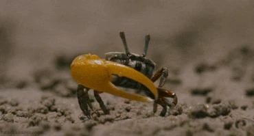 Hermit Crab (Real Life) vs Fiddler Crab (IRL) | Fandom