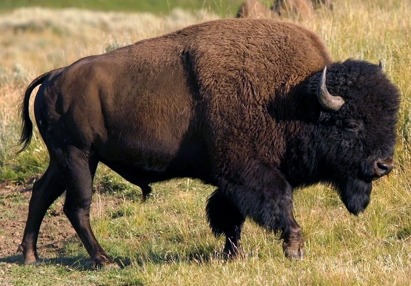 Animals from Radical Remake | Fandom