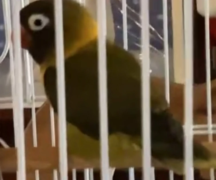 Revealing cute birb picture at 1 like and better pic at 3 | Fandom