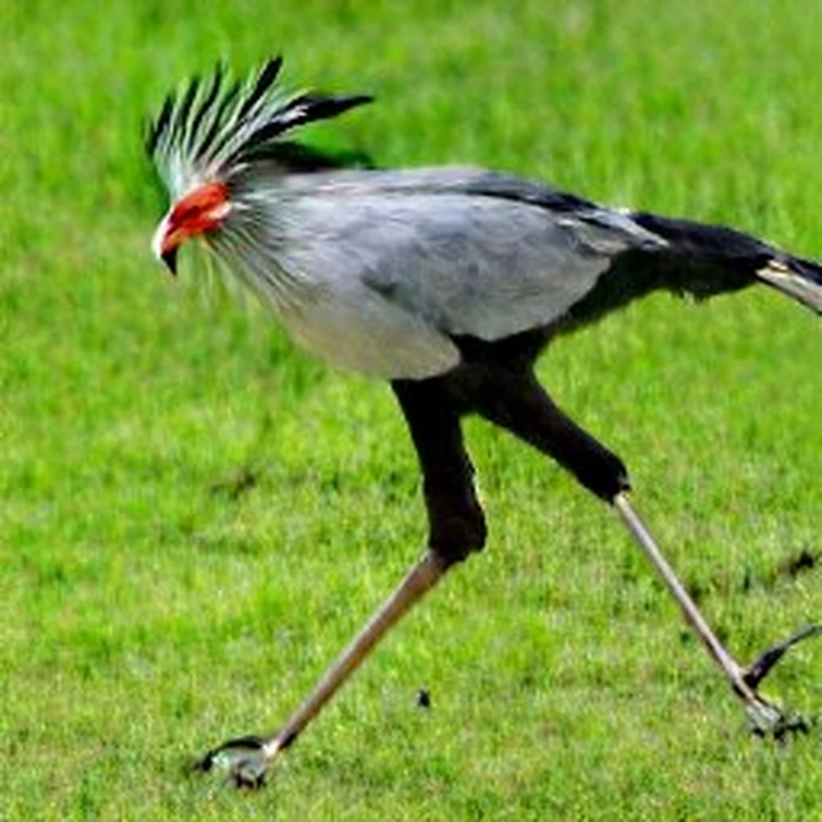 Discuss Everything About Creatures of Sonaria Wiki | Fandom