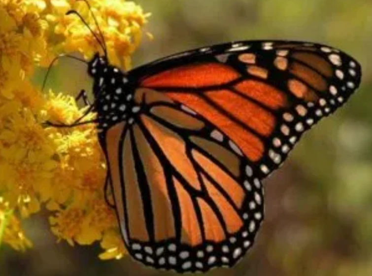 Show creatures IRL | Fandom