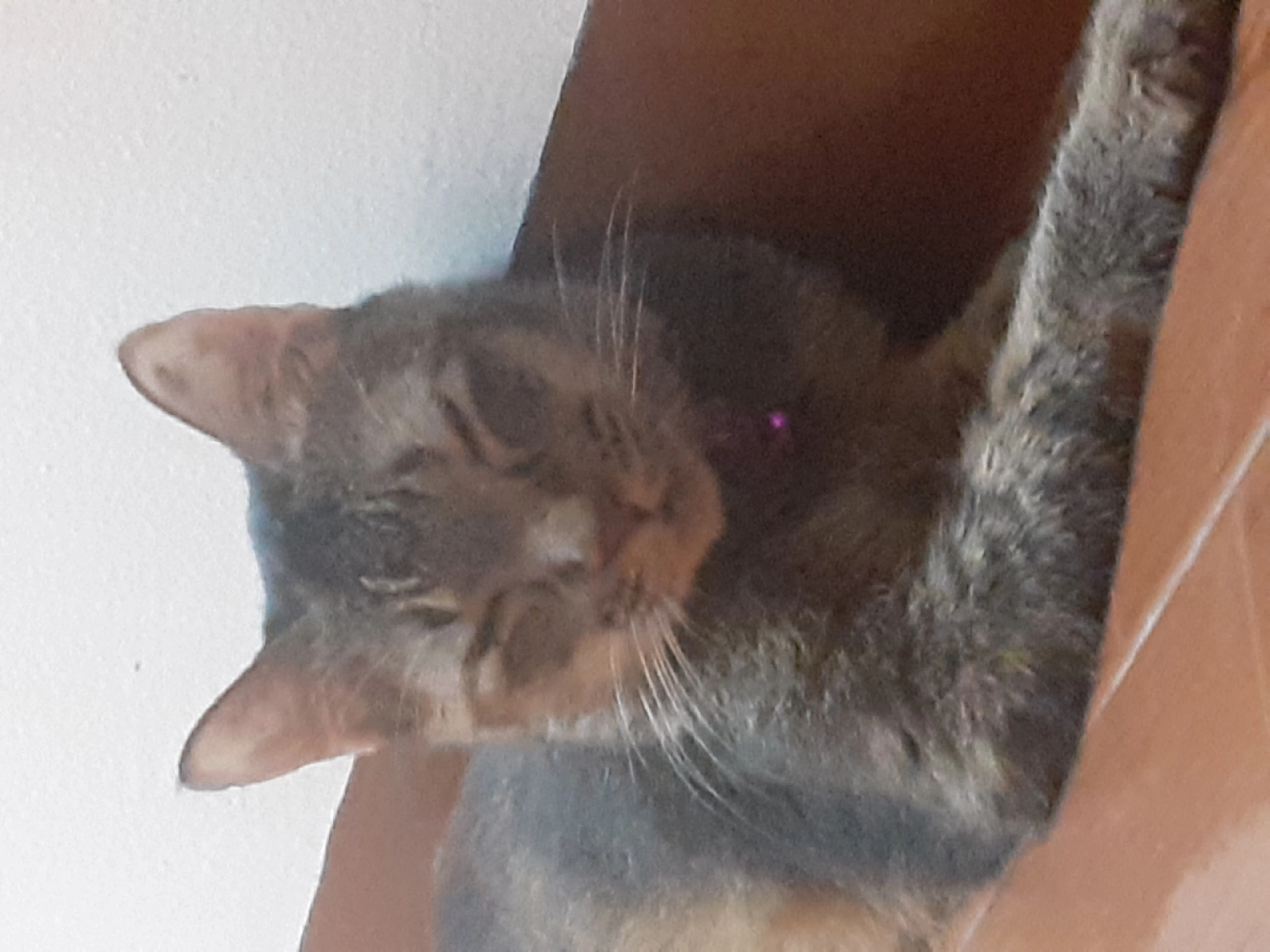 sideways cat | Fandom