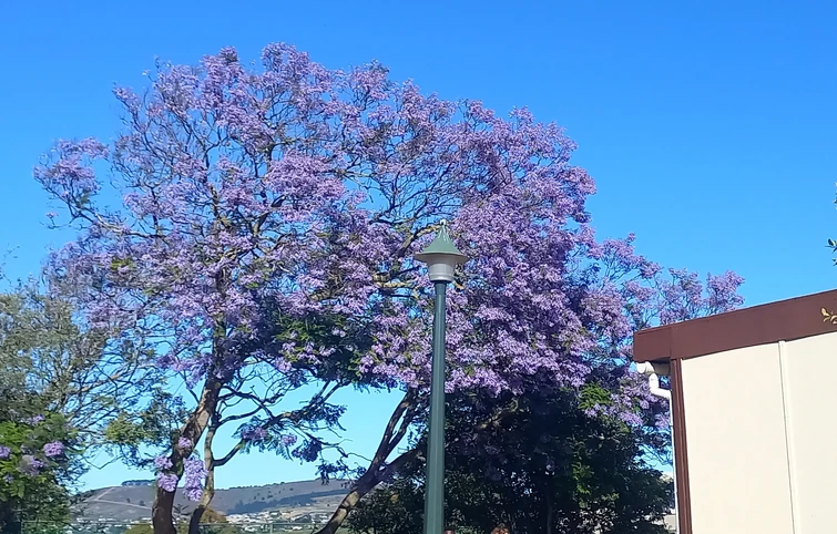I found the grom tree ar school 🤭 | Fandom