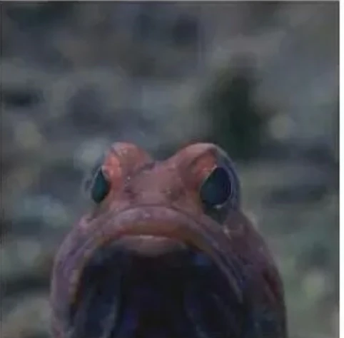 Angry Baldi in a nutshell | Fandom