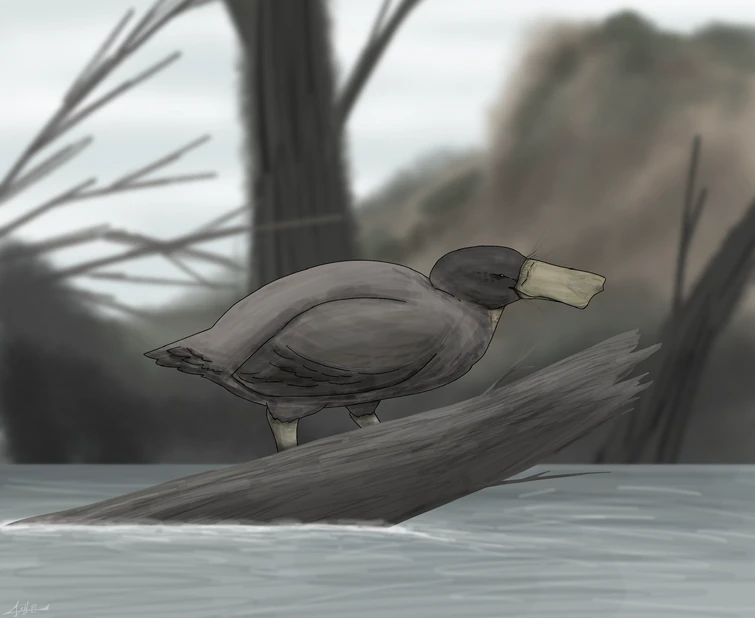 Kaua’i mole duck drawing | Fandom