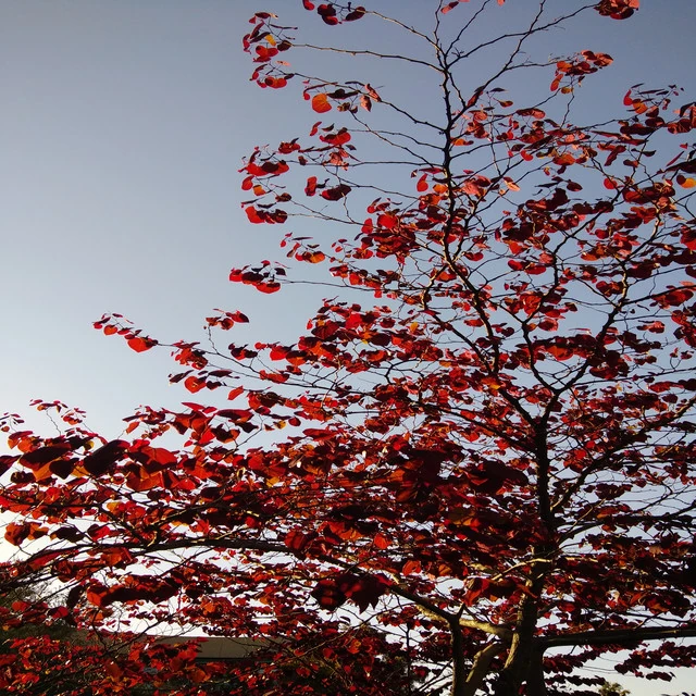 Song rec of the day | Fandom