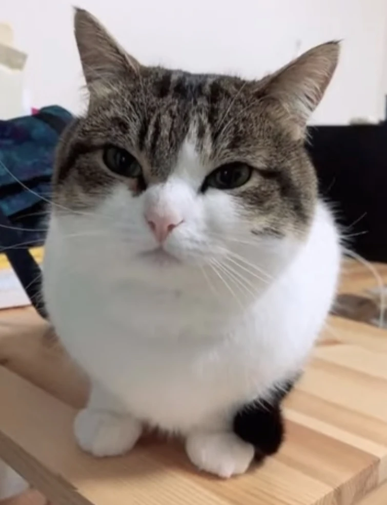 Cat | Fandom