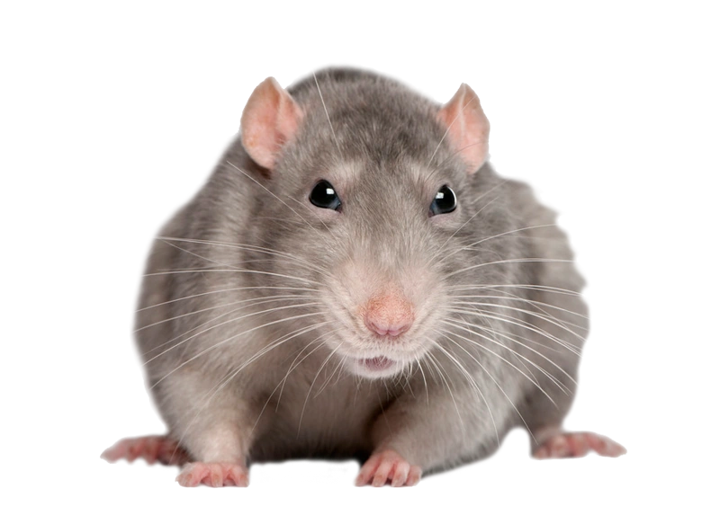 helpee: hey troph! | Fandom