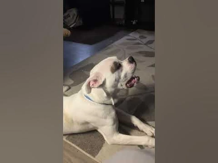 My dog is weird | Fandom