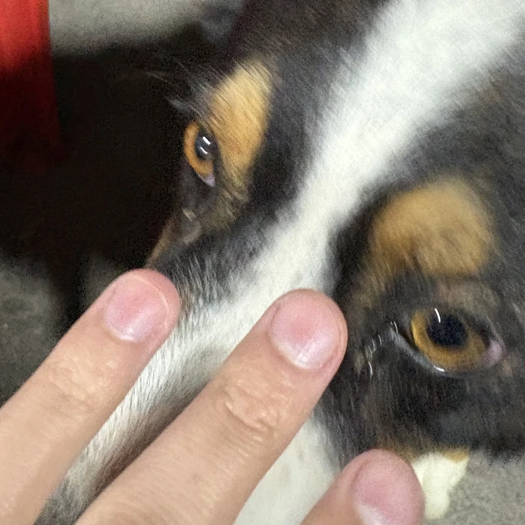 There is puppy | Fandom