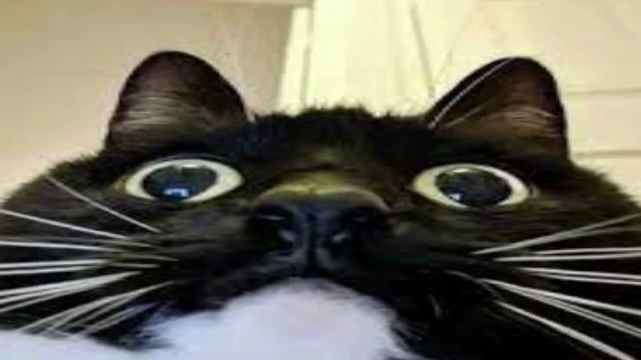 Yo chat is this real!? | Fandom