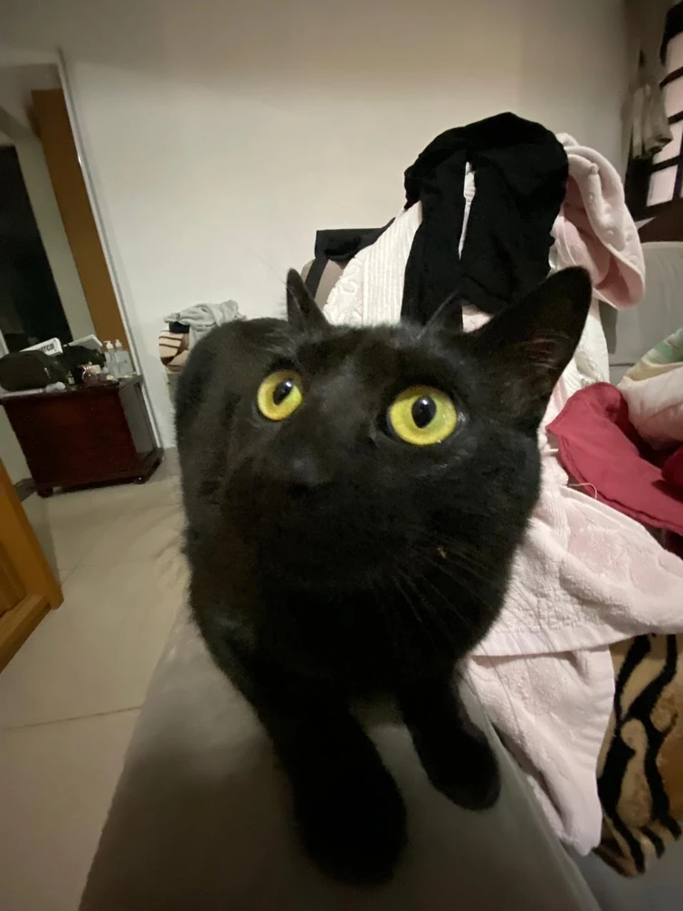 More silly photos of my stupid cat | Fandom