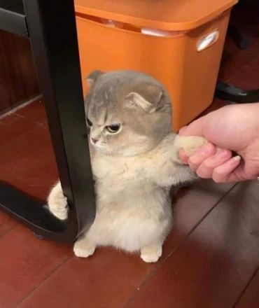 Do you like Cats | Fandom