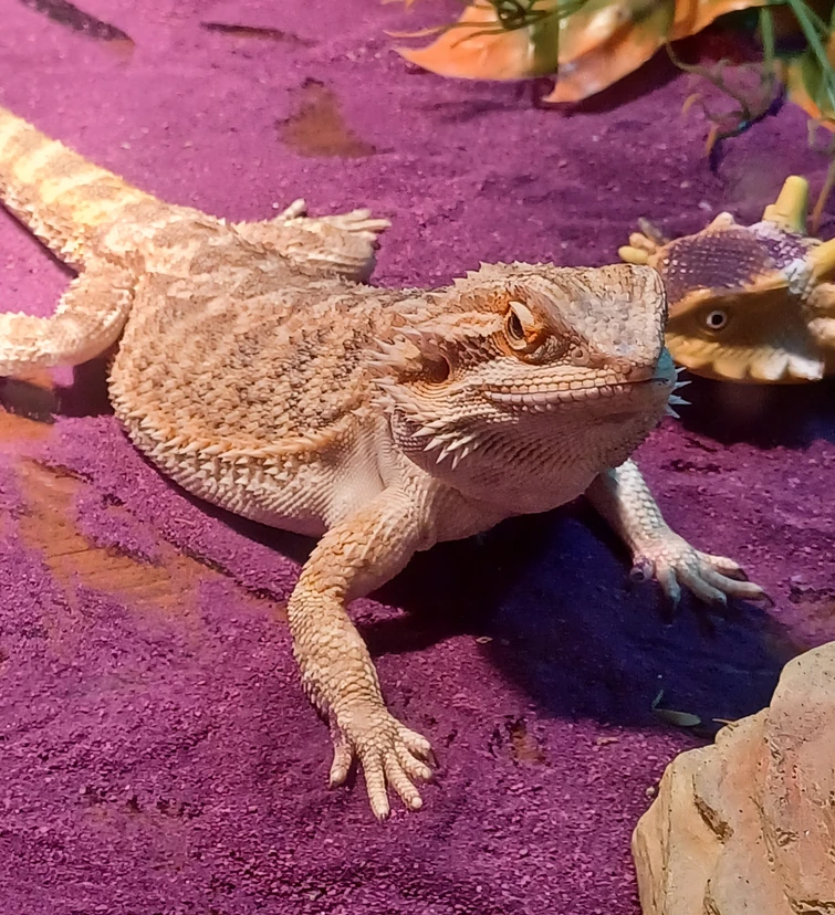 Meet the new Paradox Pokemon | Fandom