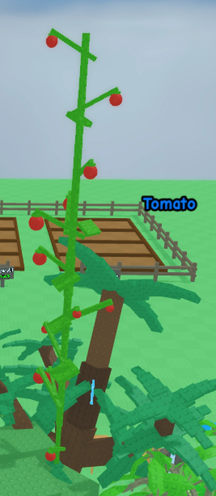 "Tomato" | Fandom