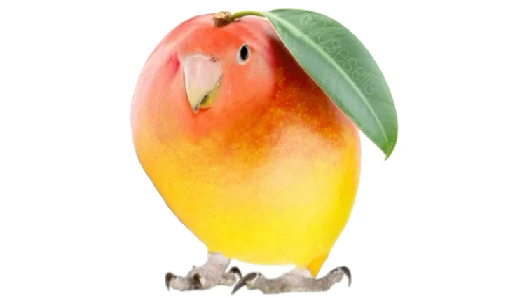 mango bird | Fandom