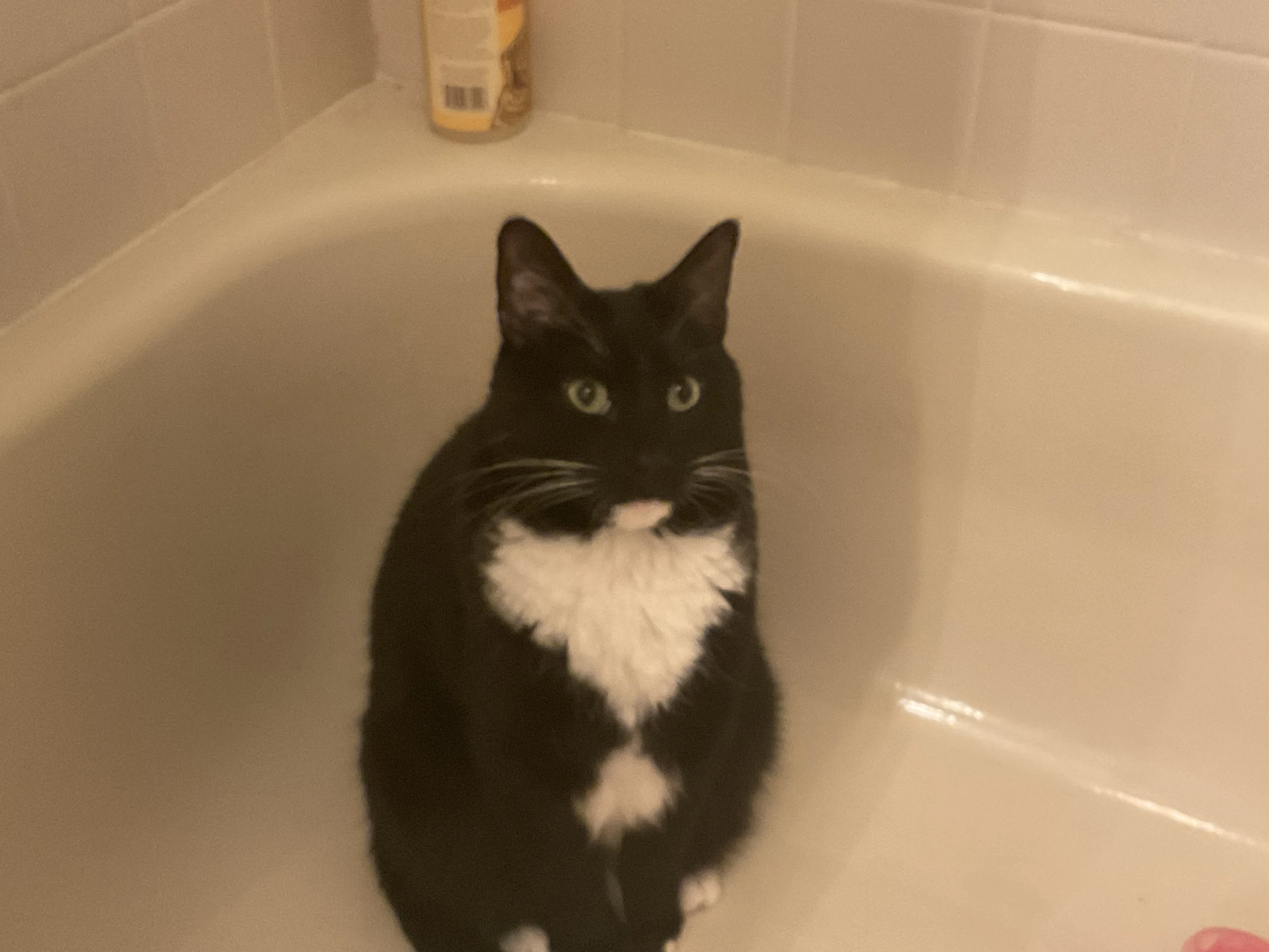 Daily Shadow - Day 90 | Fandom