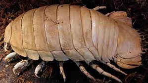Picture of an isopod | Fandom