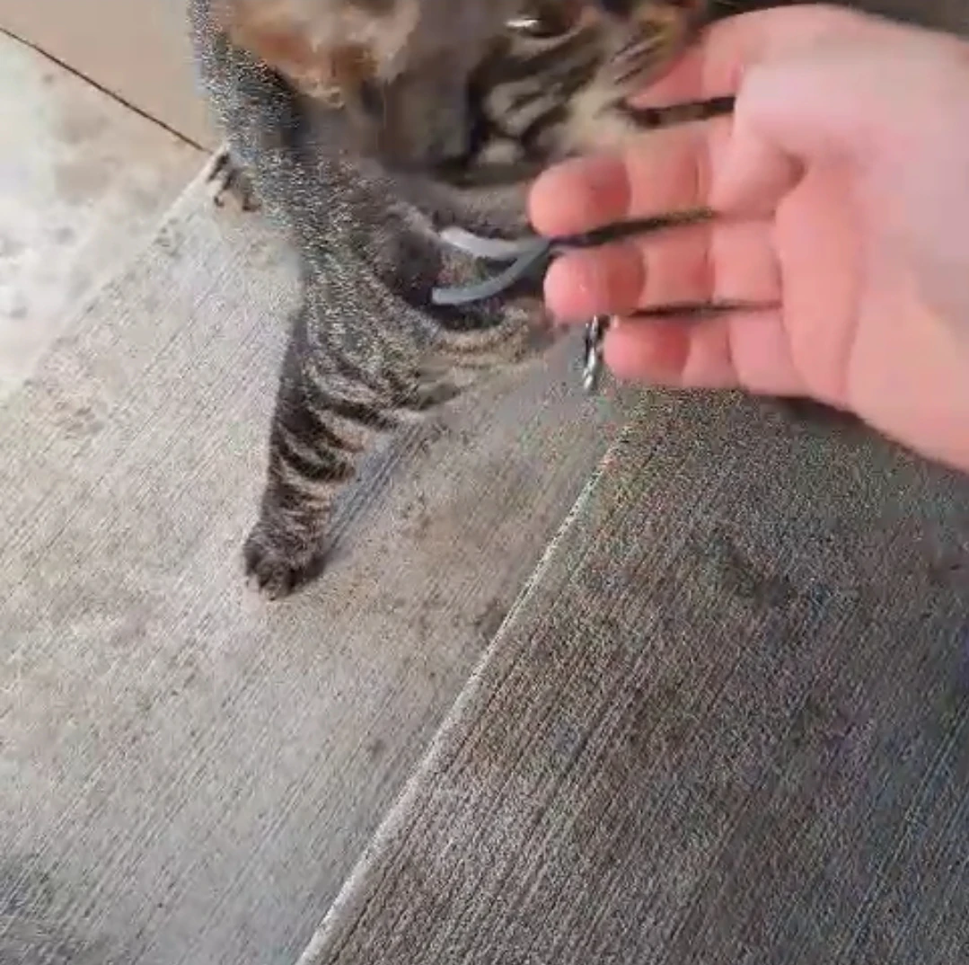 This image just looks so silly to me and it's so silly because it's ...