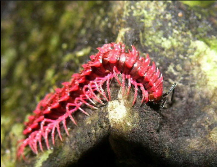 Pink dragon Centipede (You probably didn't know dis existed) | Fandom
