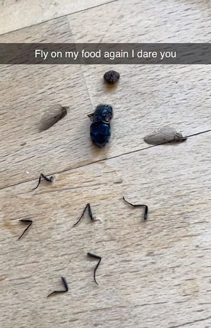 Dumb ahh fly tried to eat my food | Fandom