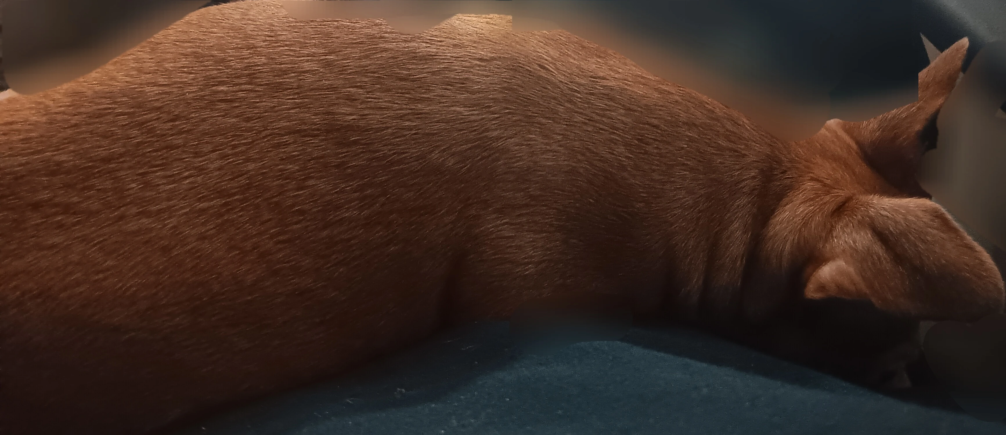 Puppy | Fandom