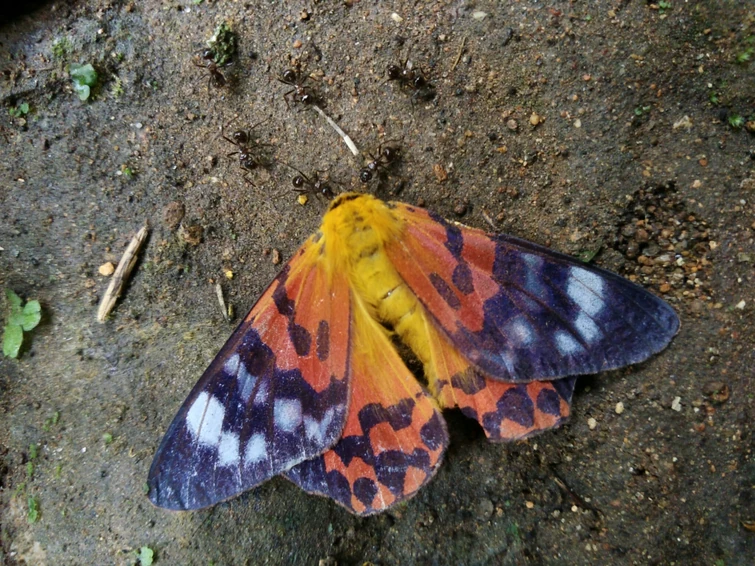 moths for silkwing/silkwing hybrid oc inspiration! (not my pictures ...