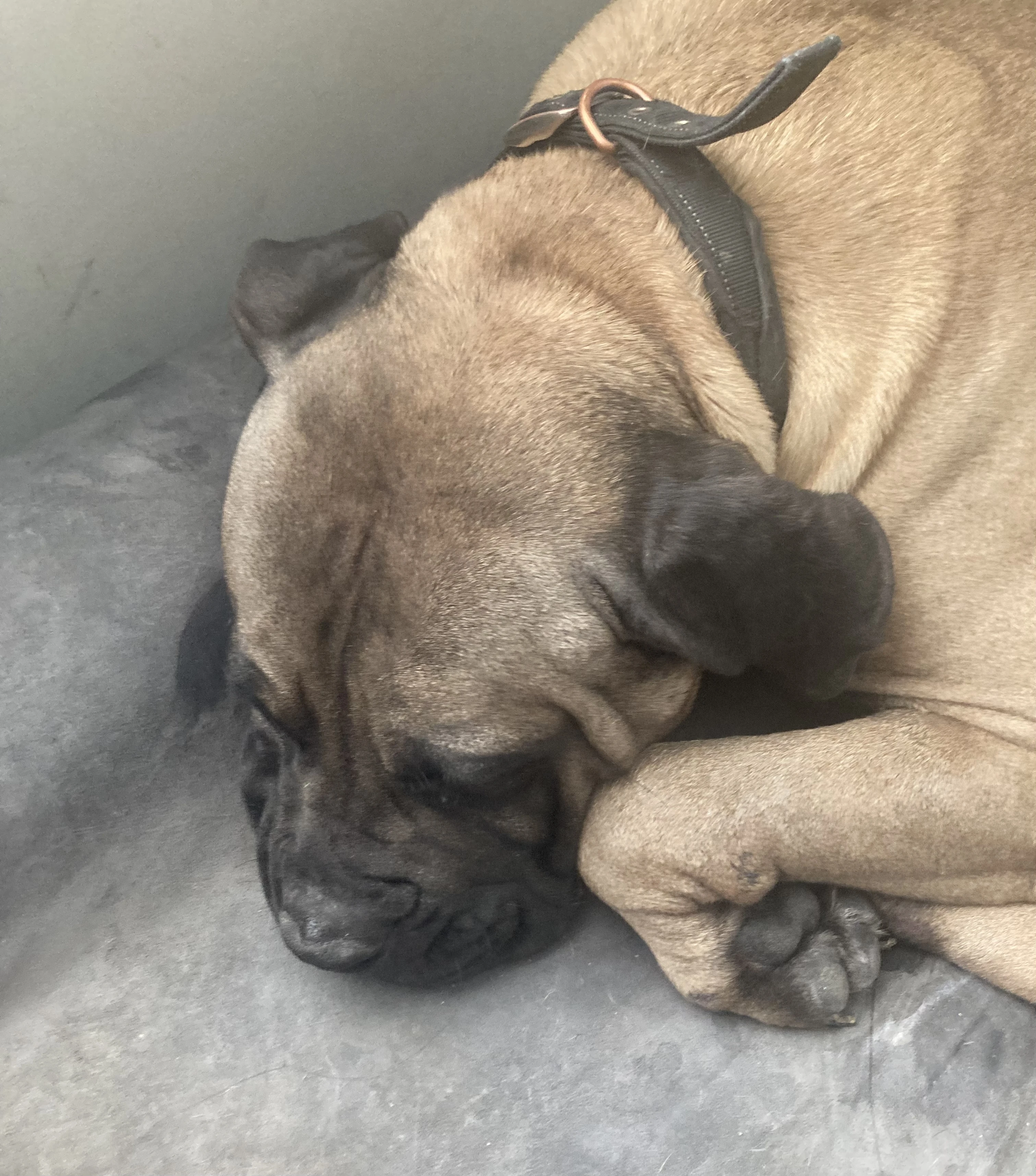 the dog | Fandom