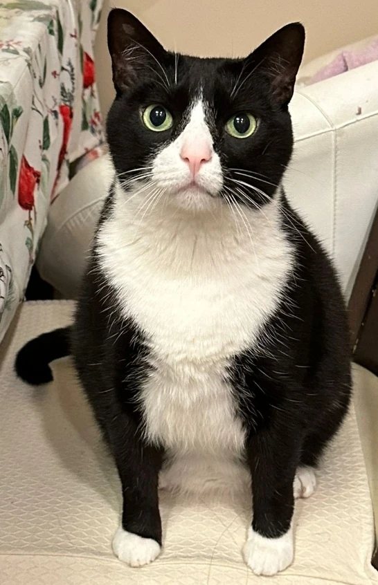 My cat | Fandom