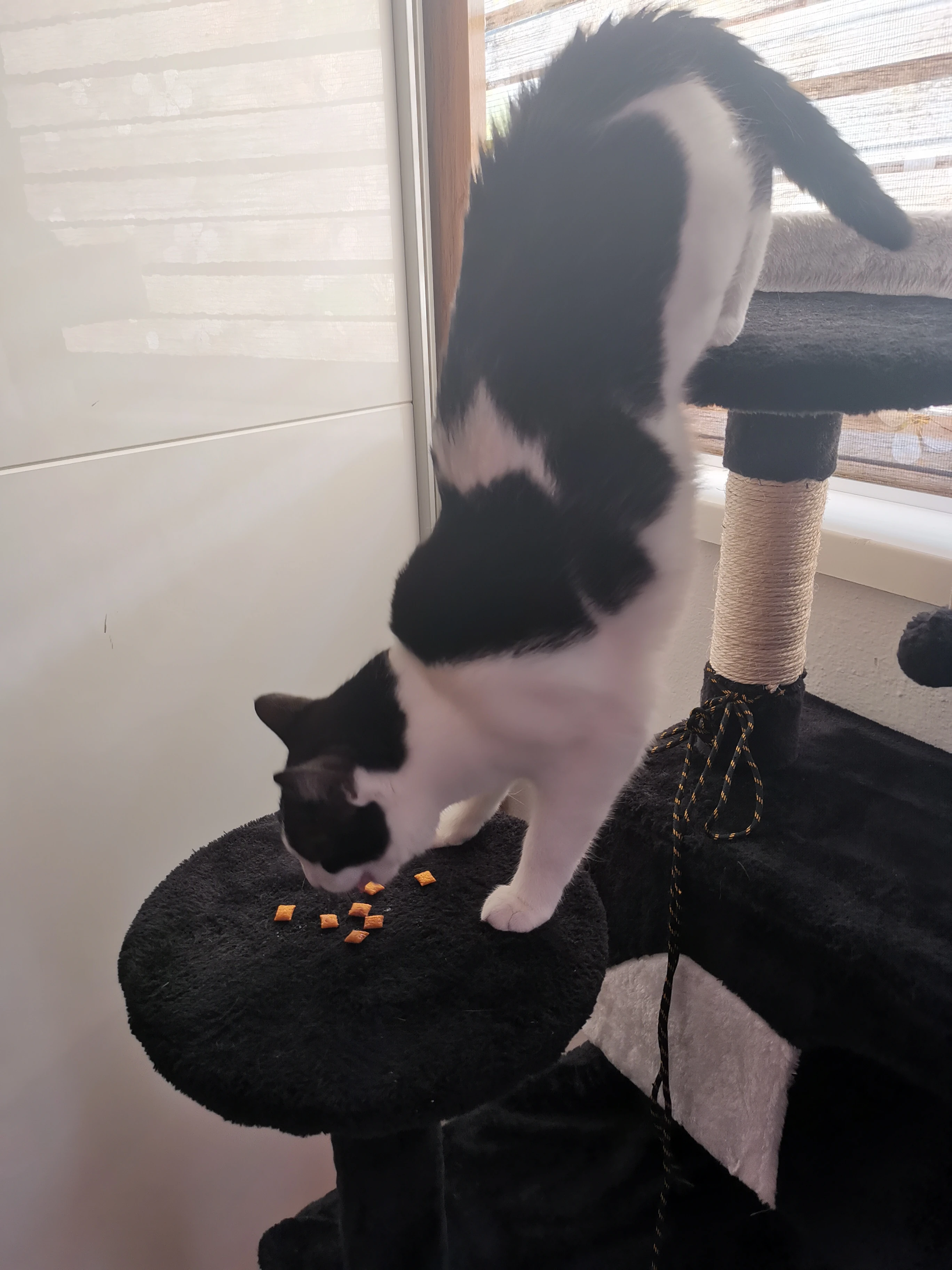 my cat is funny (he's a little dummy sometimes) | Fandom