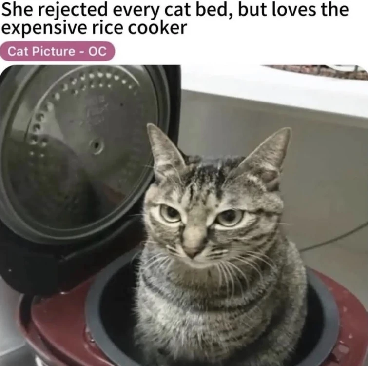 I like cats | Fandom