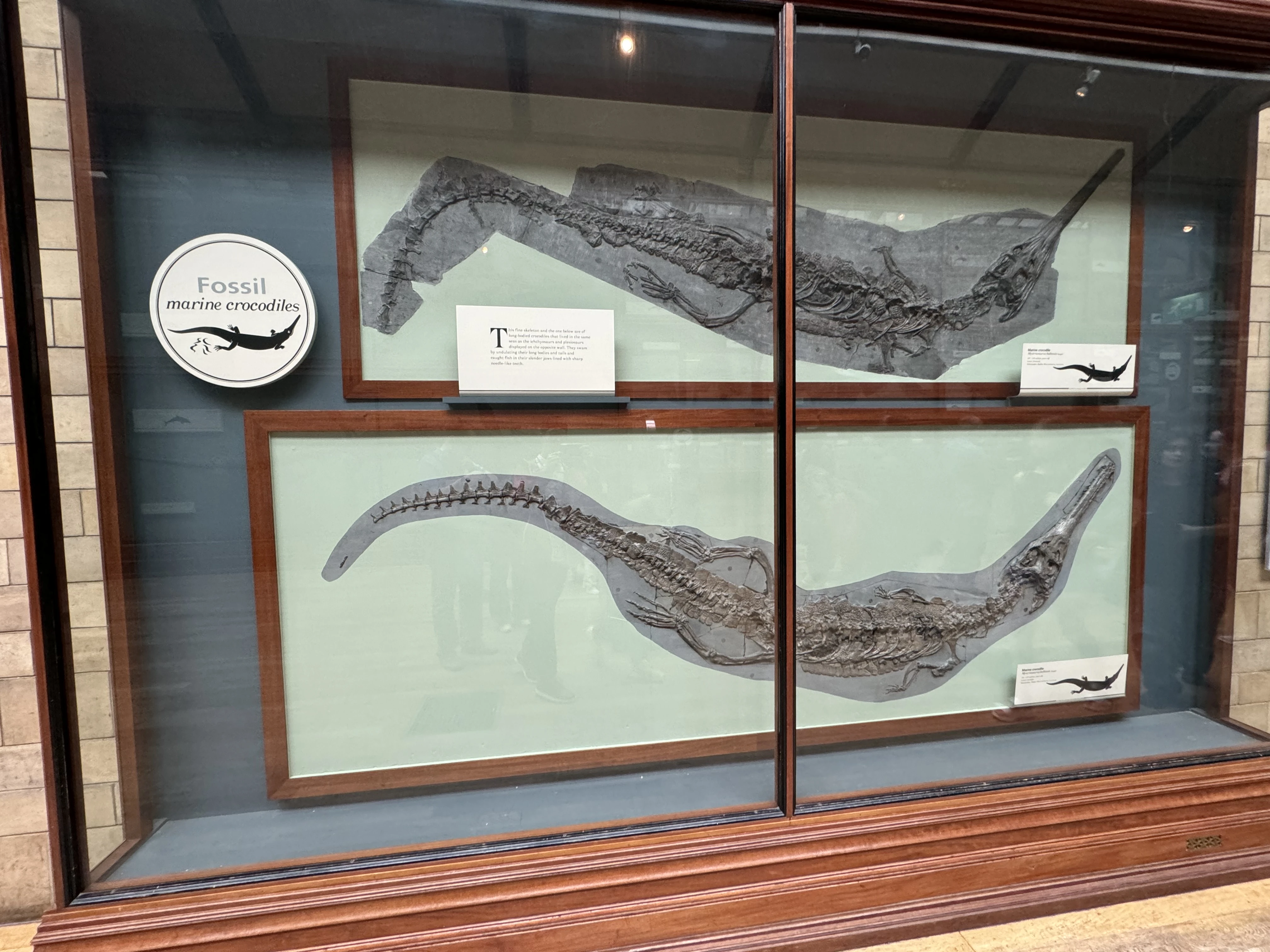 Dinopedia IDs these sea crocs! | Fandom